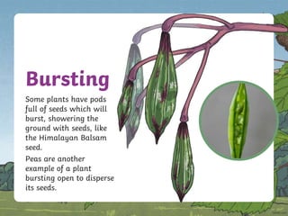 t2-s-205-types-of-seed-dispersal-powerpoint_ver_5.pptx
