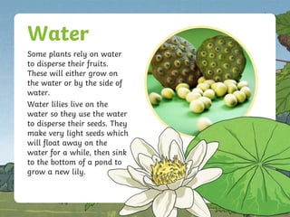 t2-s-205-types-of-seed-dispersal-powerpoint_ver_5.pptx