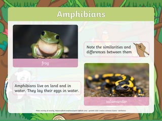 t2-s-206-grouping-animals-powerpoint_ver_1 (1).pptx