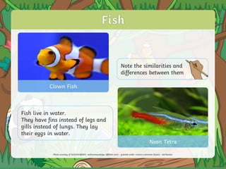 t2-s-206-grouping-animals-powerpoint_ver_1 (1).pptx