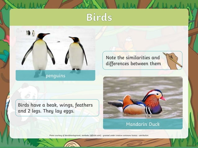 t2-s-206-grouping-animals-powerpoint_ver_1 (1).pptx