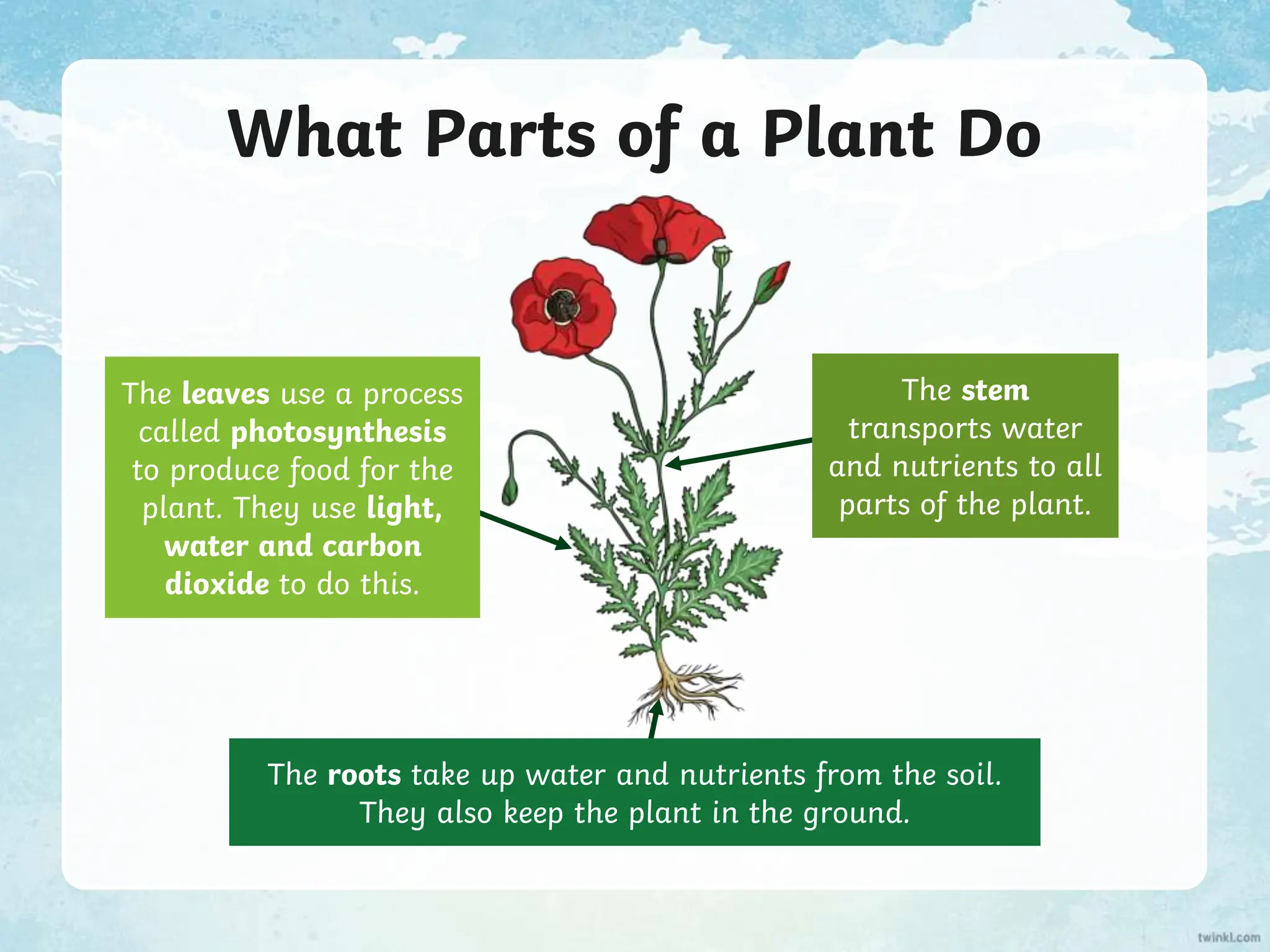 t2-s-230-what-plants-need-to-grow-powerpoint-_ver_2.pptx