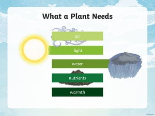 t2-s-230-what-plants-need-to-grow-powerpoint-_ver_2.pptx