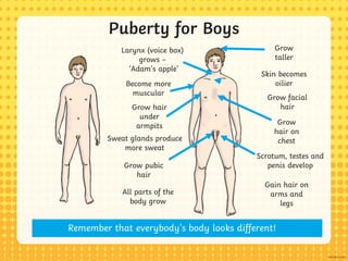 t2-s-242-puberty-how-our-bodies-change-diagrams-powerpoint_ver_8 (1).ppt