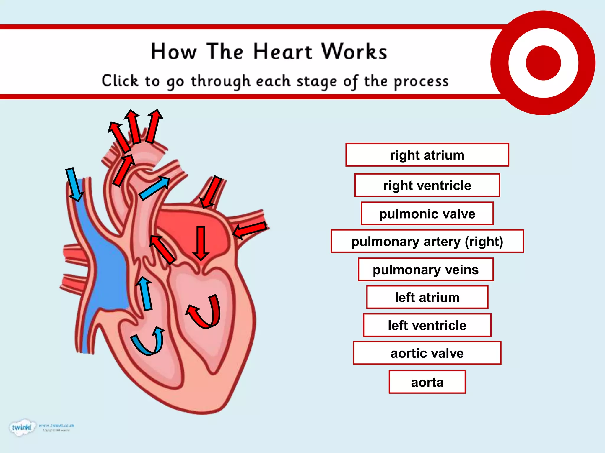 T2-S-427-Year-6-Human-Body-Circulatory-System-Lesson-Teaching ...
