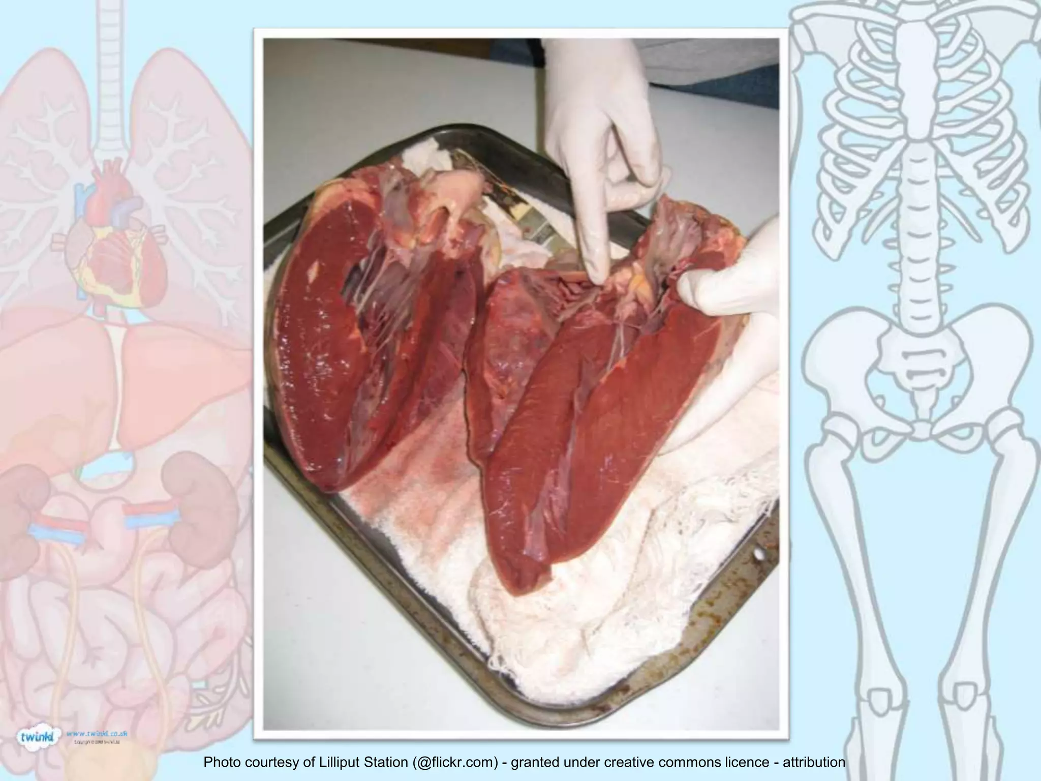T2-S-427-Year-6-Human-Body-Circulatory-System-Lesson-Teaching ...