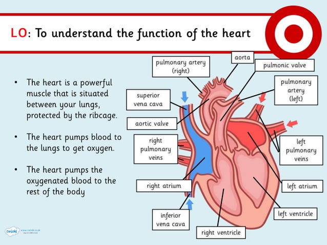 T2-S-427-Year-6-Human-Body-Circulatory-System-Lesson-Teaching ...