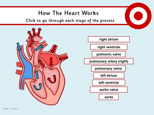 T2-S-427-Year-6-Human-Body-Circulatory-System-Lesson-Teaching ...