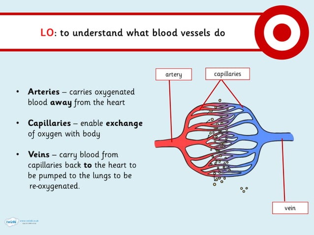 T2-S-427-Year-6-Human-Body-Circulatory-System-Lesson-Teaching ...