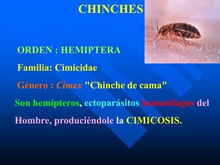 T20 1 Chinches Ppt