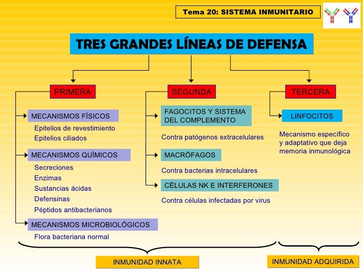 T20 sistema inmunitario