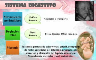 FISIOLOGÍA DEL FETO A TÉRMINO, presentación | PPTX