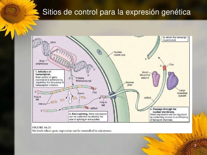 Regulación Genética
