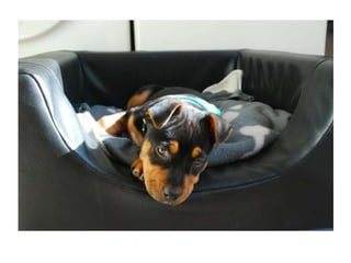 T2_e2_gonzalez | PPTX