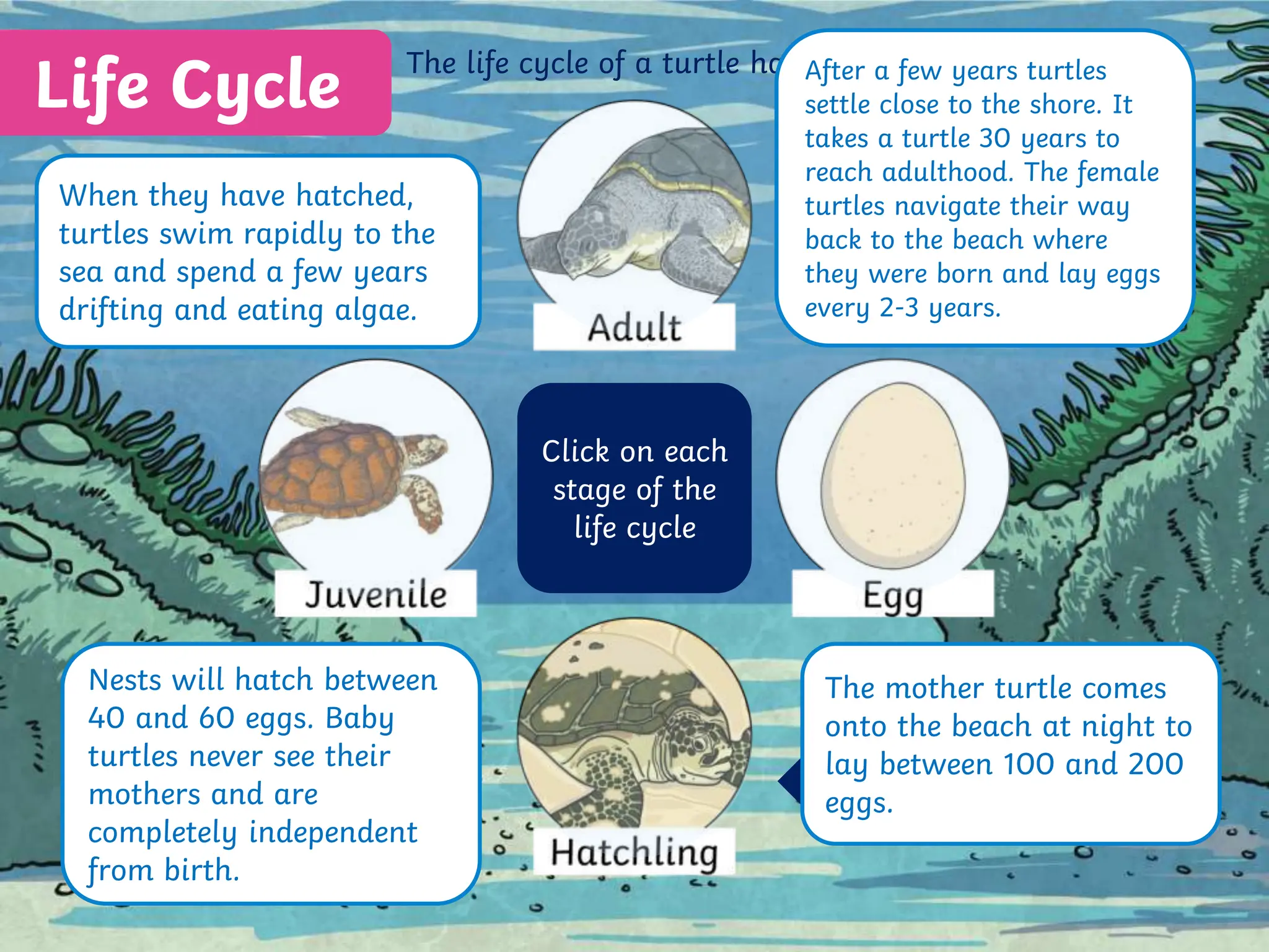Intro Sea Turtles.pptx