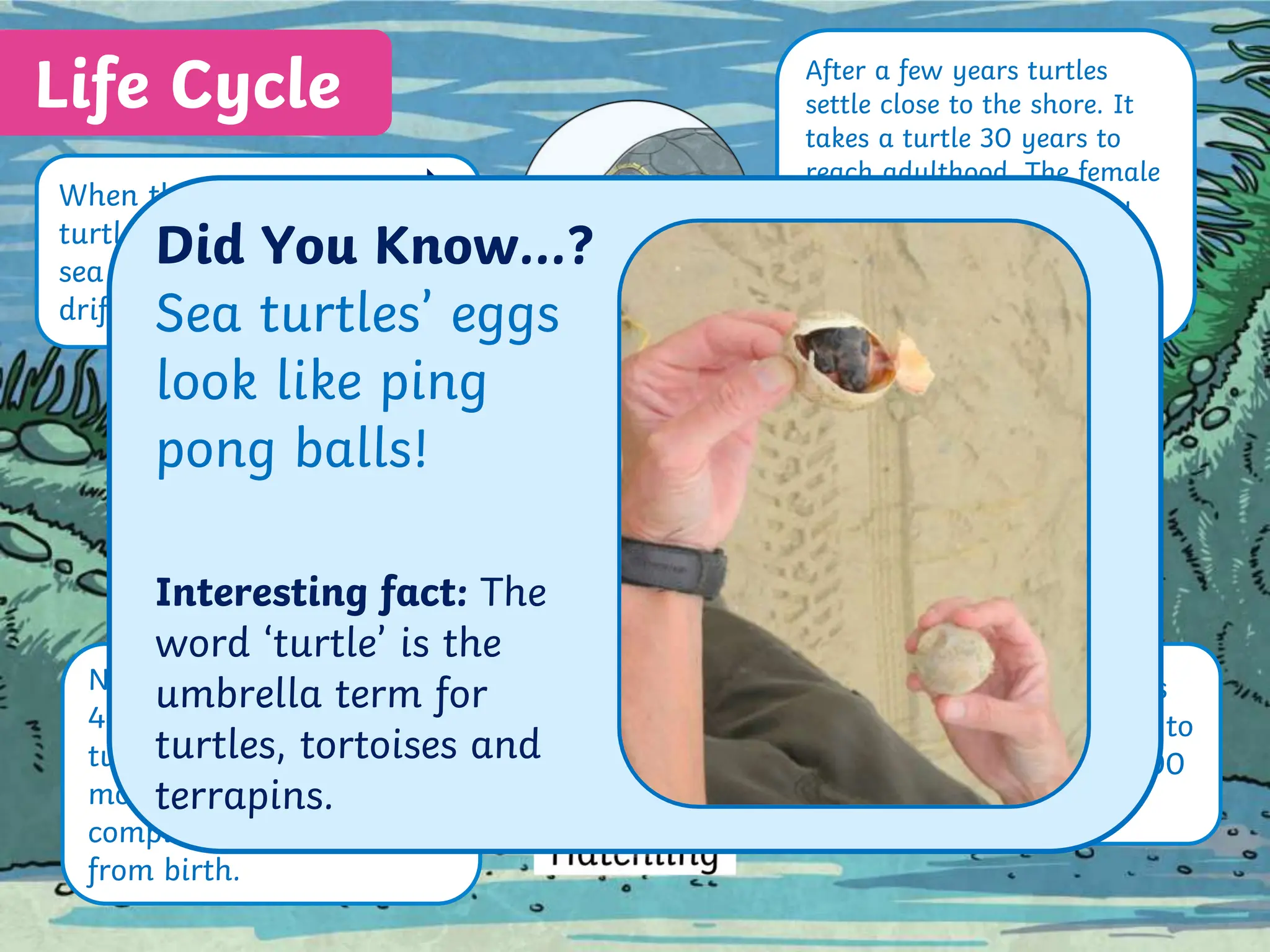 Intro Sea Turtles.pptx