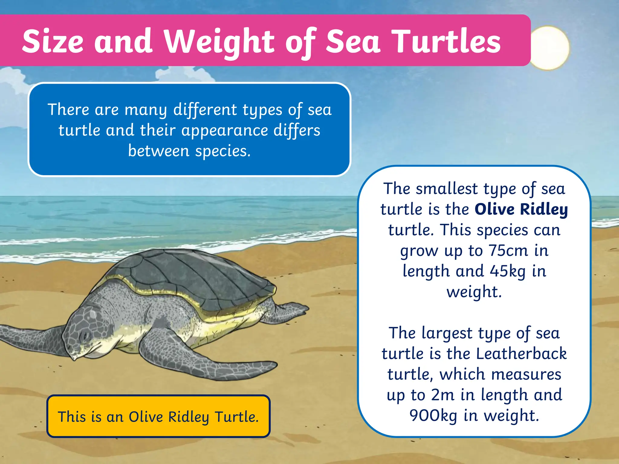 Intro Sea Turtles.pptx