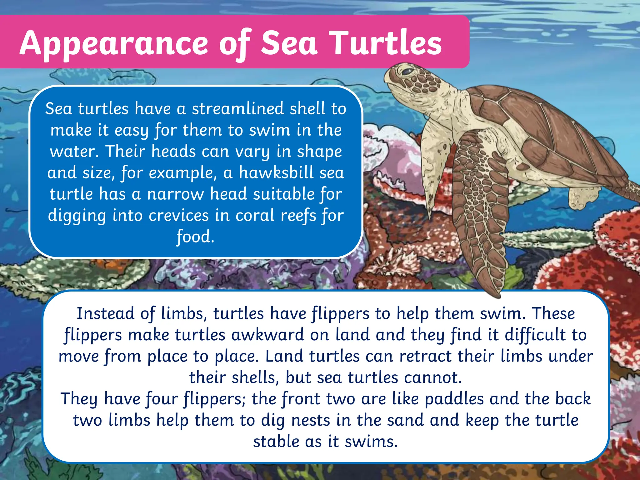 Intro Sea Turtles.pptx