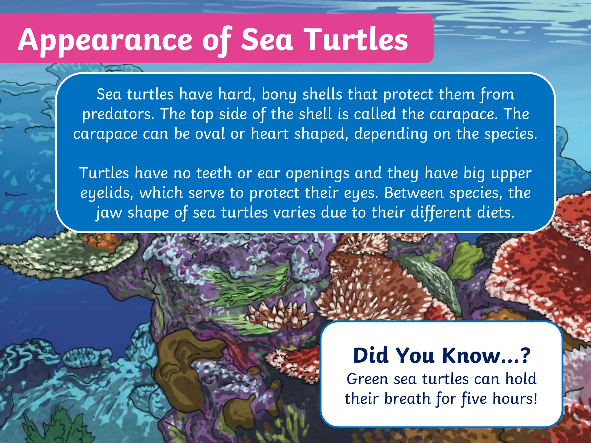 Intro Sea Turtles.pptx