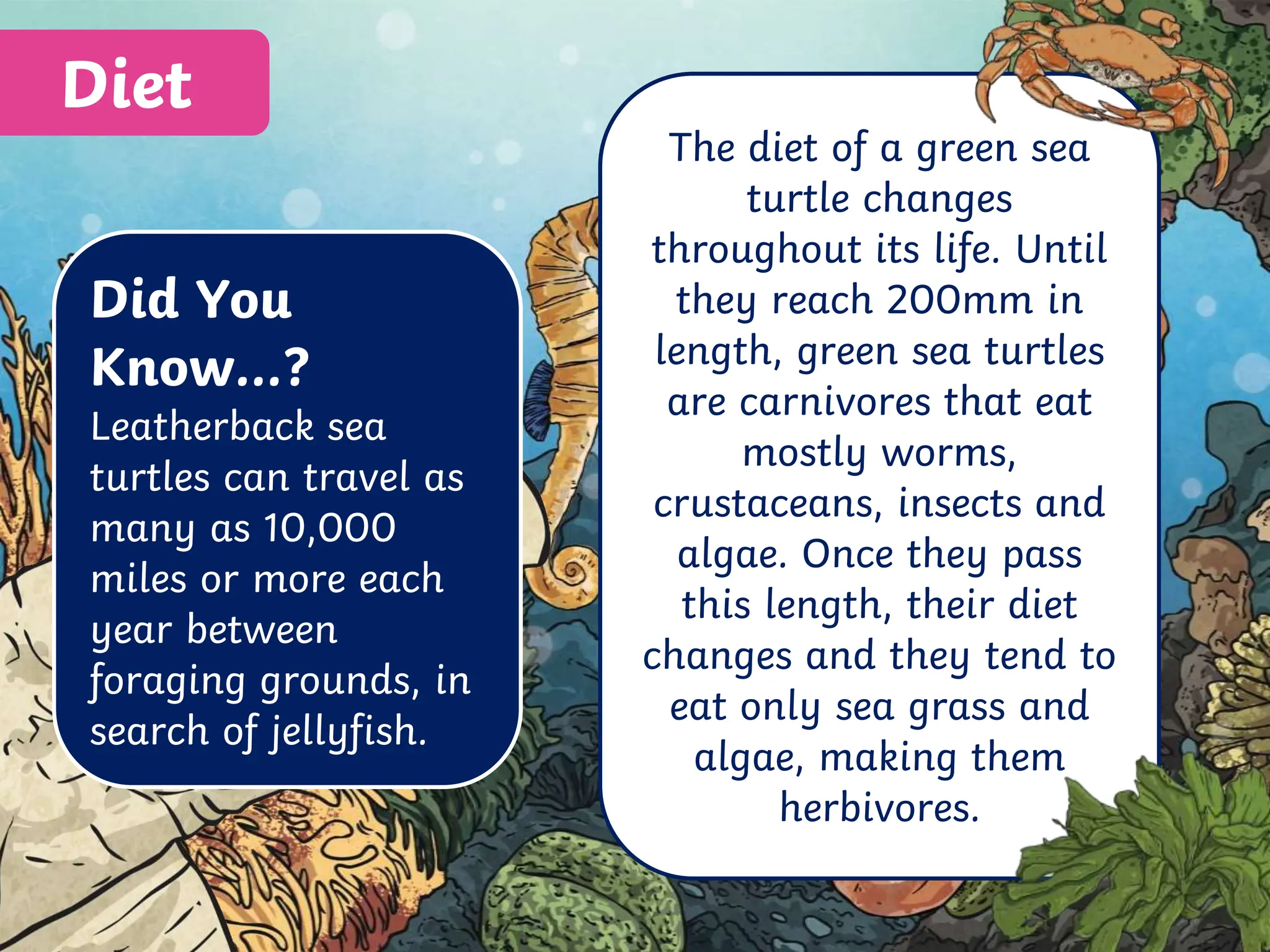 Intro Sea Turtles.pptx