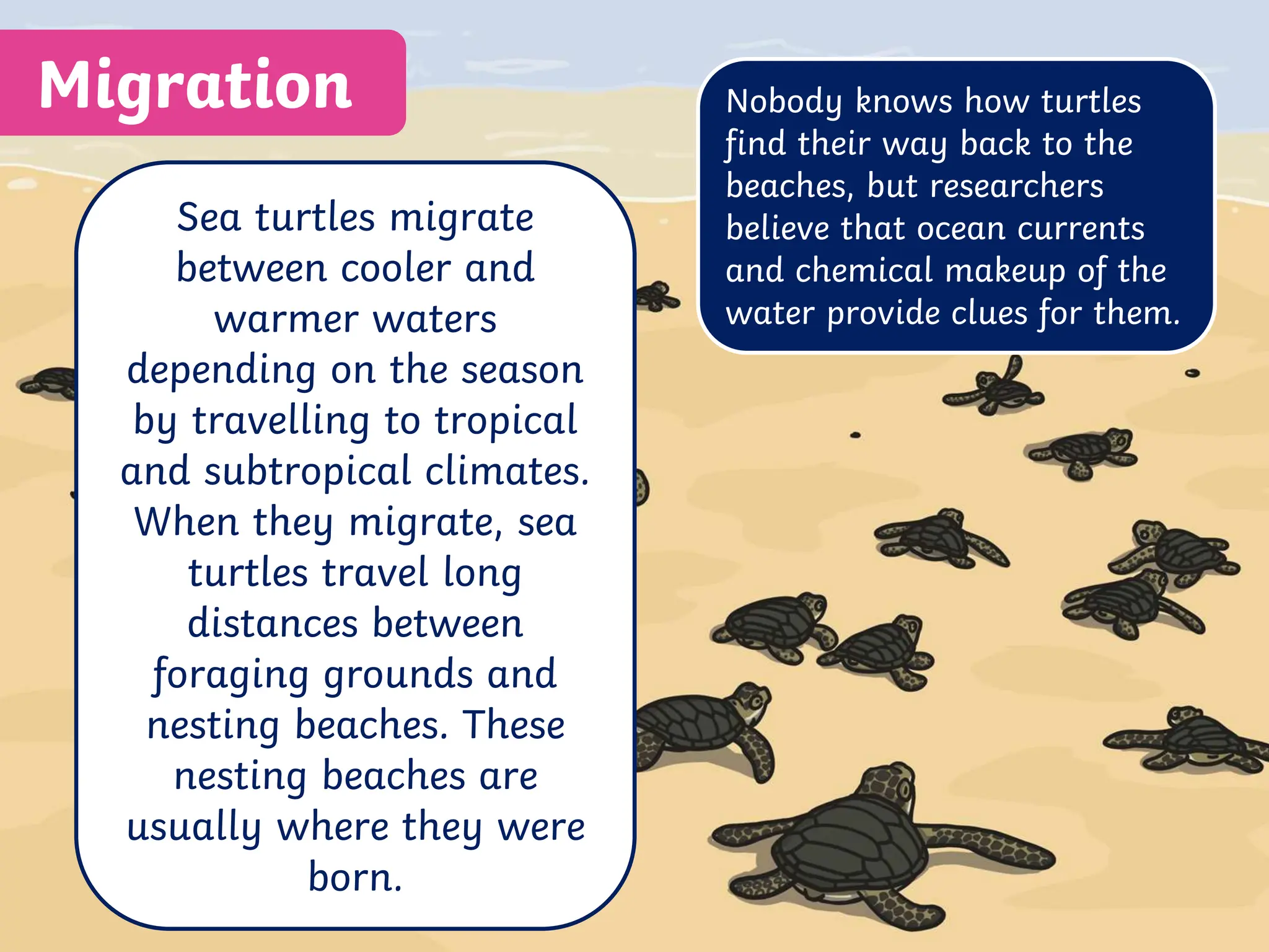 Intro Sea Turtles.pptx