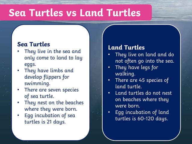 Intro Sea Turtles.pptx