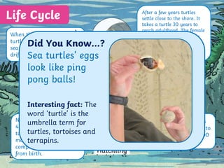 Intro Sea Turtles.pptx