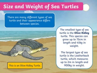 Intro Sea Turtles.pptx