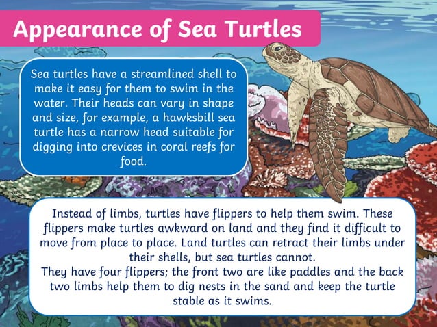 Intro Sea Turtles.pptx