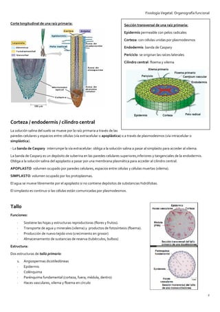T3. organografía funcional de las plantas | PDF