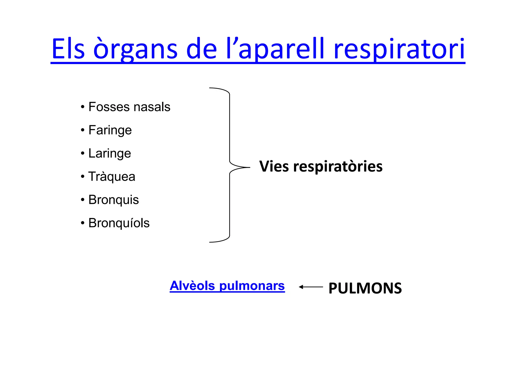L'aparell respiratori | PPTX