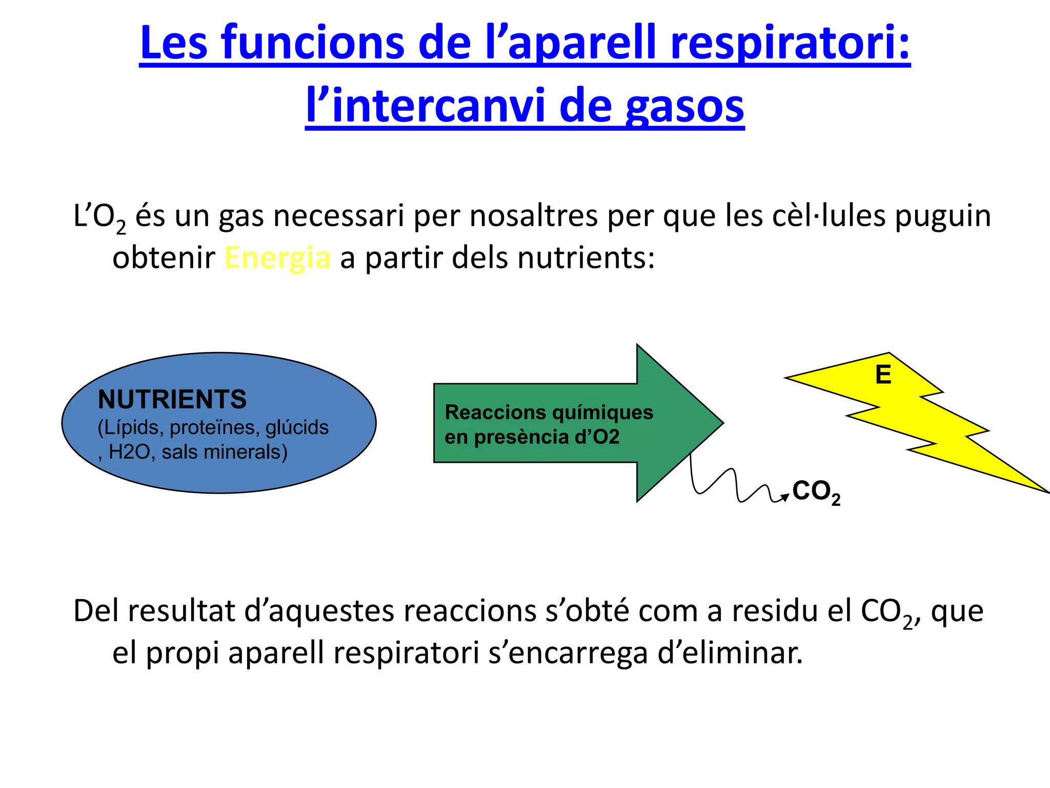 L'aparell respiratori | PPTX