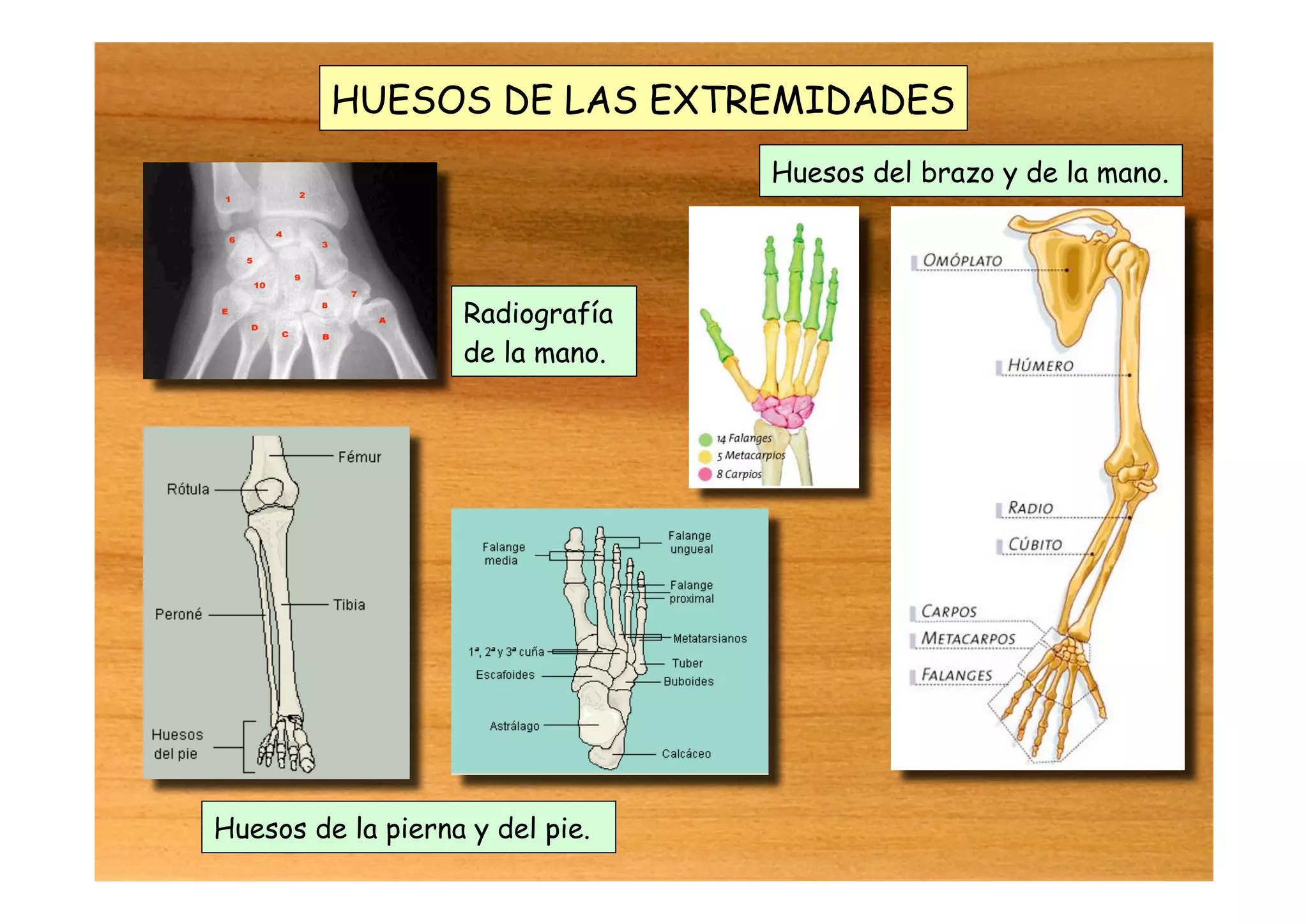 T3 huesos-musculos | PPT