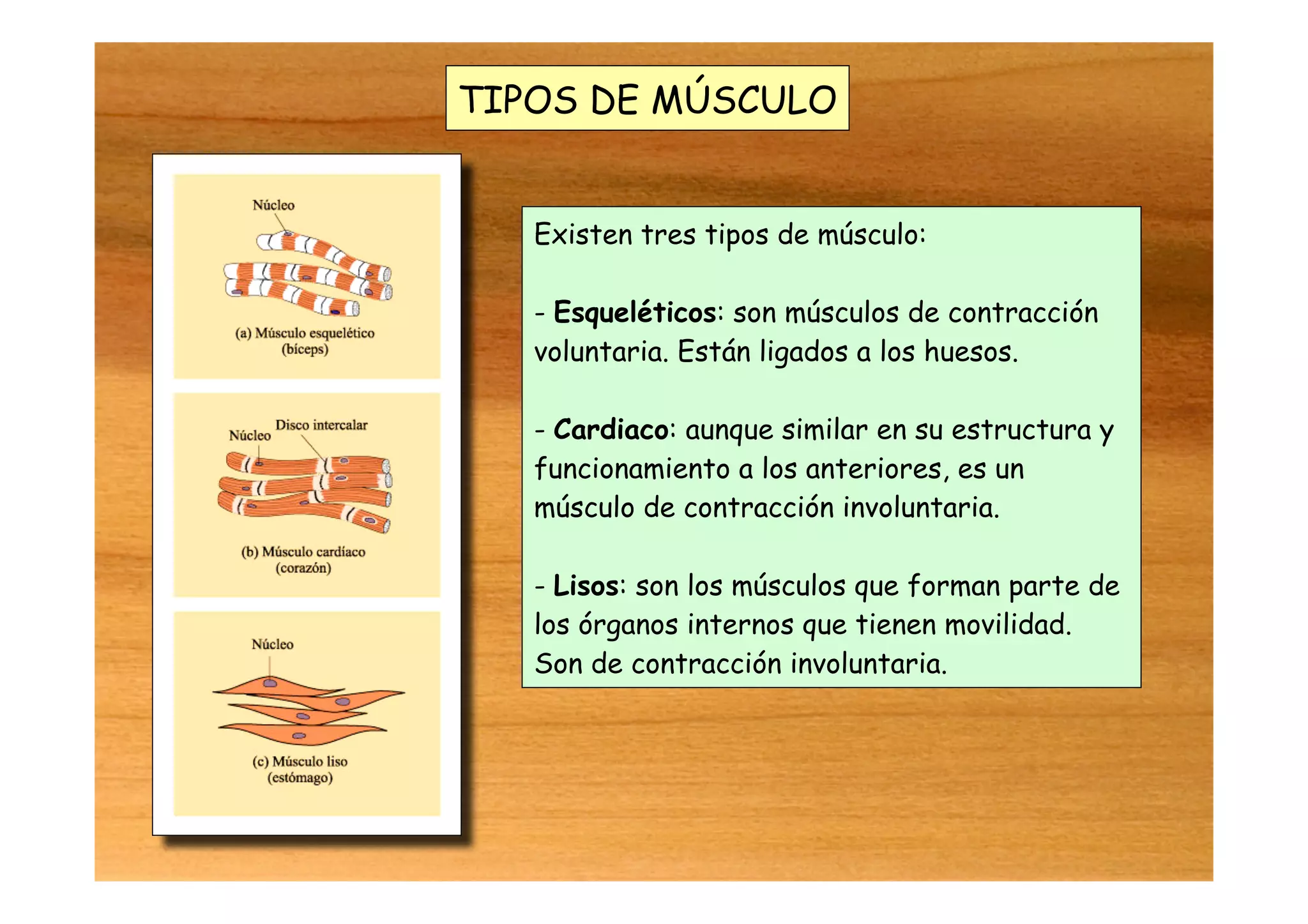T3 huesos-musculos | PPT