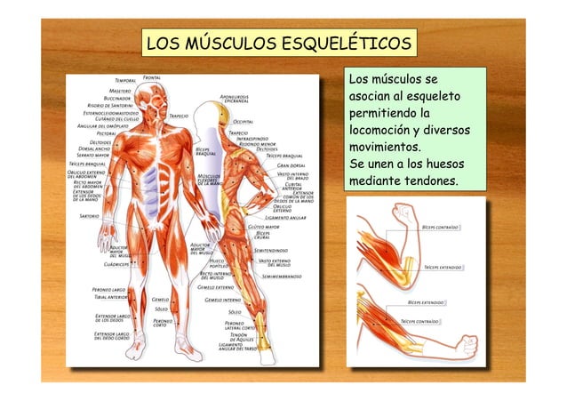 T3 huesos-musculos | PPT
