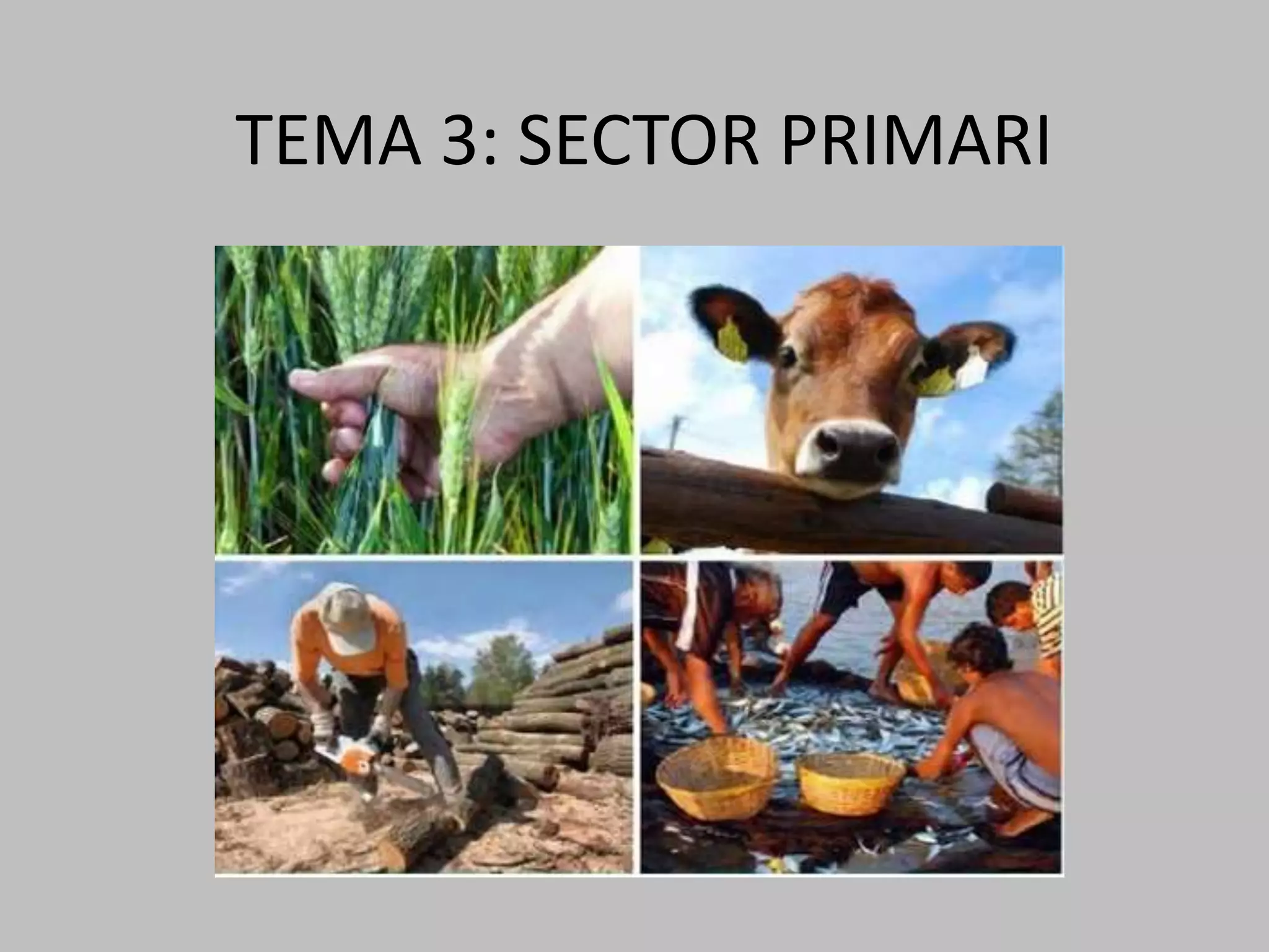 T3 Sector Primari.pptx