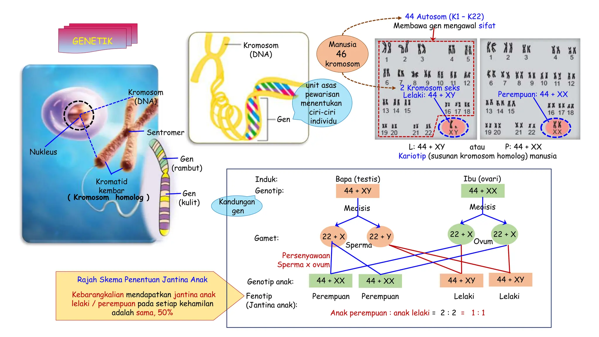 ULANGKAJI SAINS TINGKATAN 4 BAB 5 GENETIK.pptx