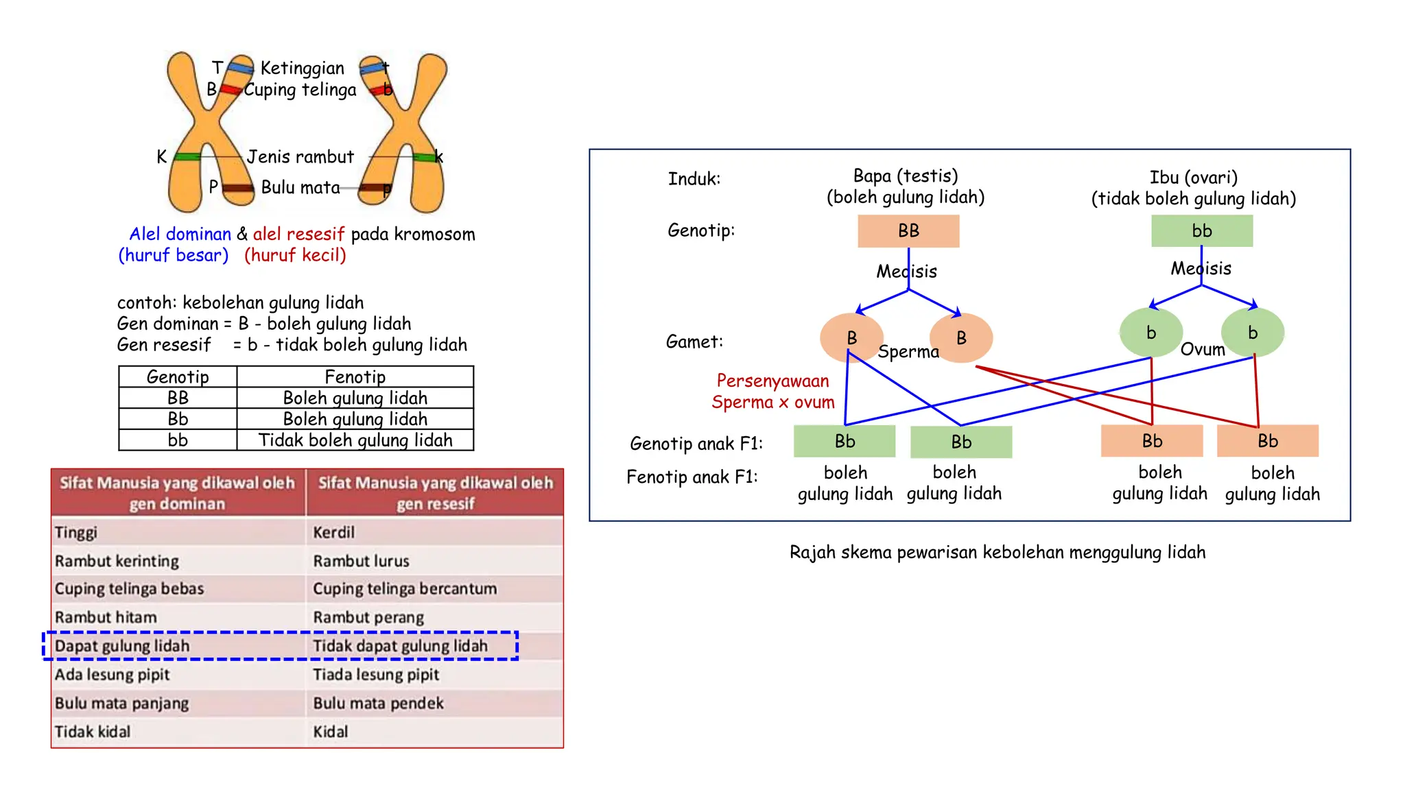 ULANGKAJI SAINS TINGKATAN 4 BAB 5 GENETIK.pptx
