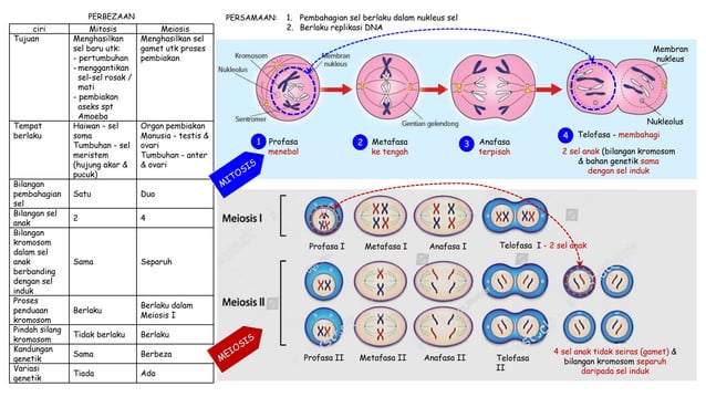 ULANGKAJI SAINS TINGKATAN 4 BAB 5 GENETIK.pptx