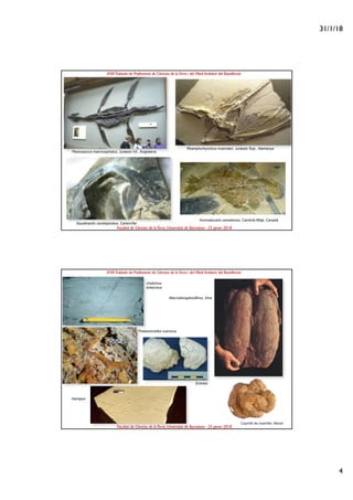 Taller 5 : Paleontologia, la lectura dels fòssils. | PDF
