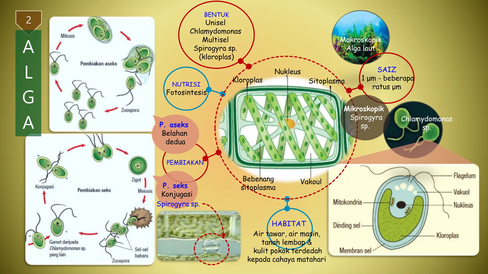 T5 BAB 1.1.1 MIKROORGANISMA.........pptx