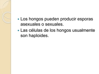 Los principales grupos de Hongos II.pptx