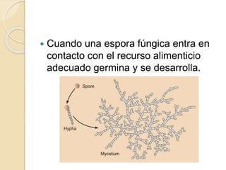 Los principales grupos de Hongos II.pptx