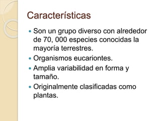 Los principales grupos de Hongos II.pptx