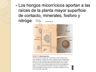 Los principales grupos de Hongos II.pptx