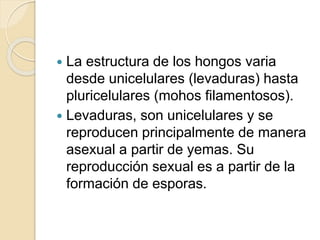 Los principales grupos de Hongos II.pptx