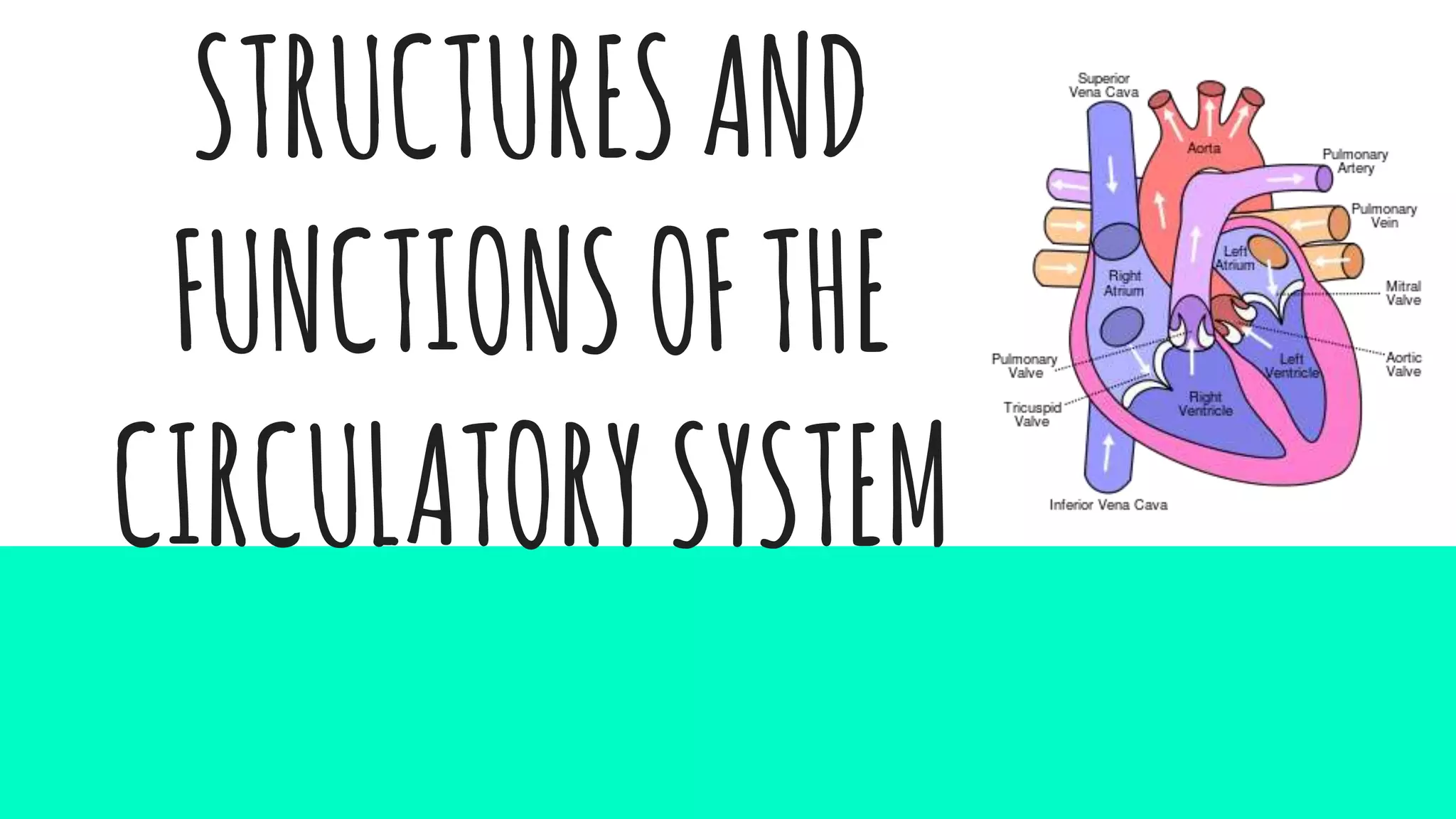 Structures and functions of the circulatory system | PPT