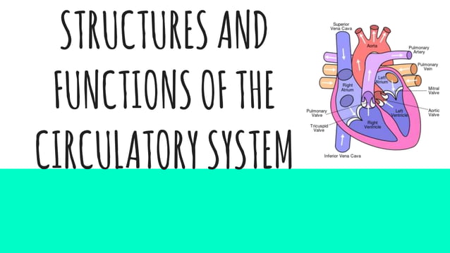 Structures and functions of the circulatory system | PPT