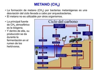 ciclo del carbono en el ecosistema terrestre | PDF