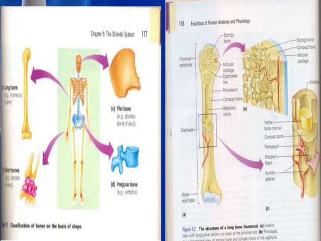 Skeletal system pharma | PPTX
